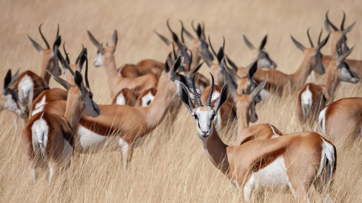 20 Types of Antelope in Africa: A Guide to the Continent's Diverse Species - Treasured Africa