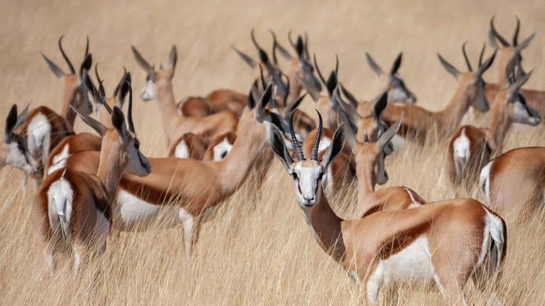 20 Types of Antelope in Africa: A Guide to the Continent's Diverse ...