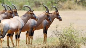 20 Types of Antelope in Africa: A Guide to the Continent's Diverse ...
