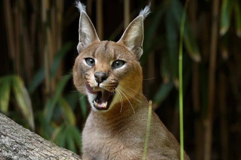 The 10 Cat Species Native to Africa - Treasured Africa