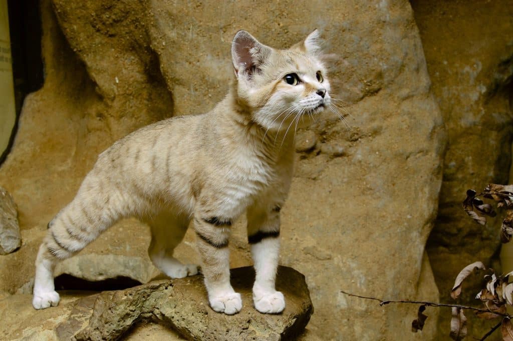 The 10 Cat Species Native to Africa - Treasured Africa